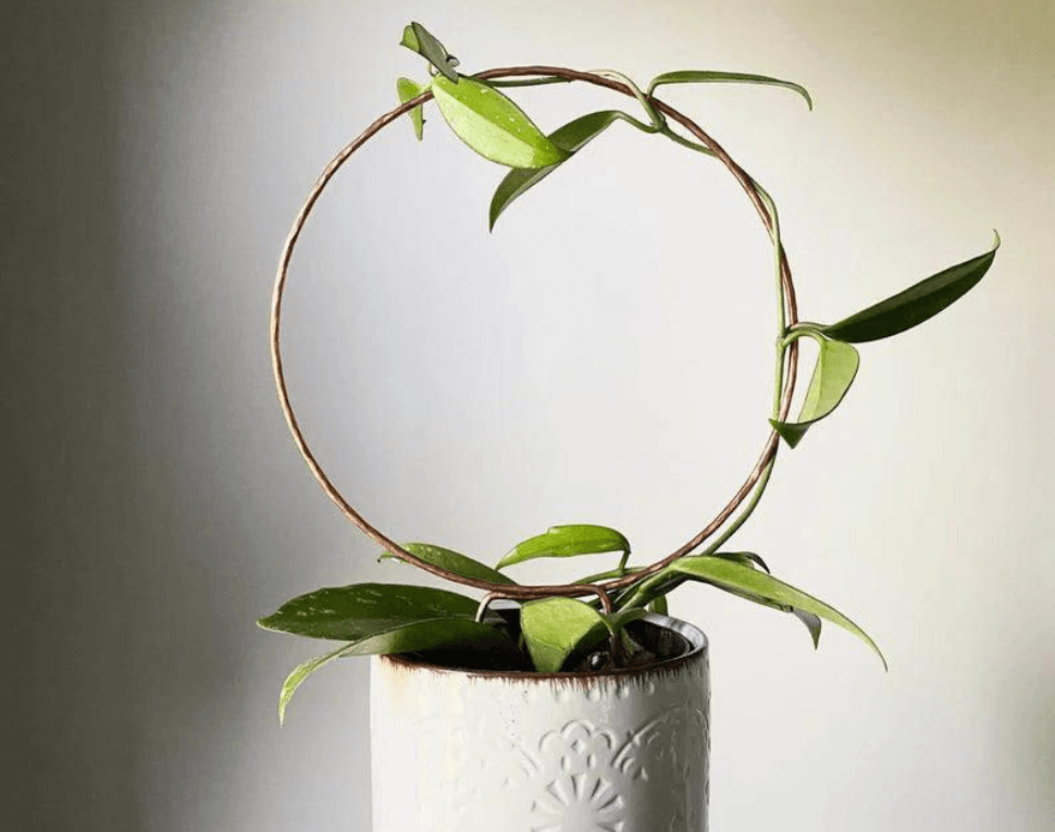 Best Indoor Plant Trellises