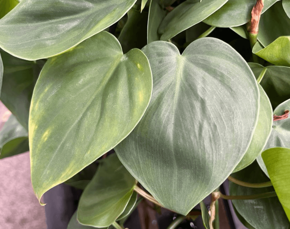 The Ultimate Philodendron Guide to Grow Indoors