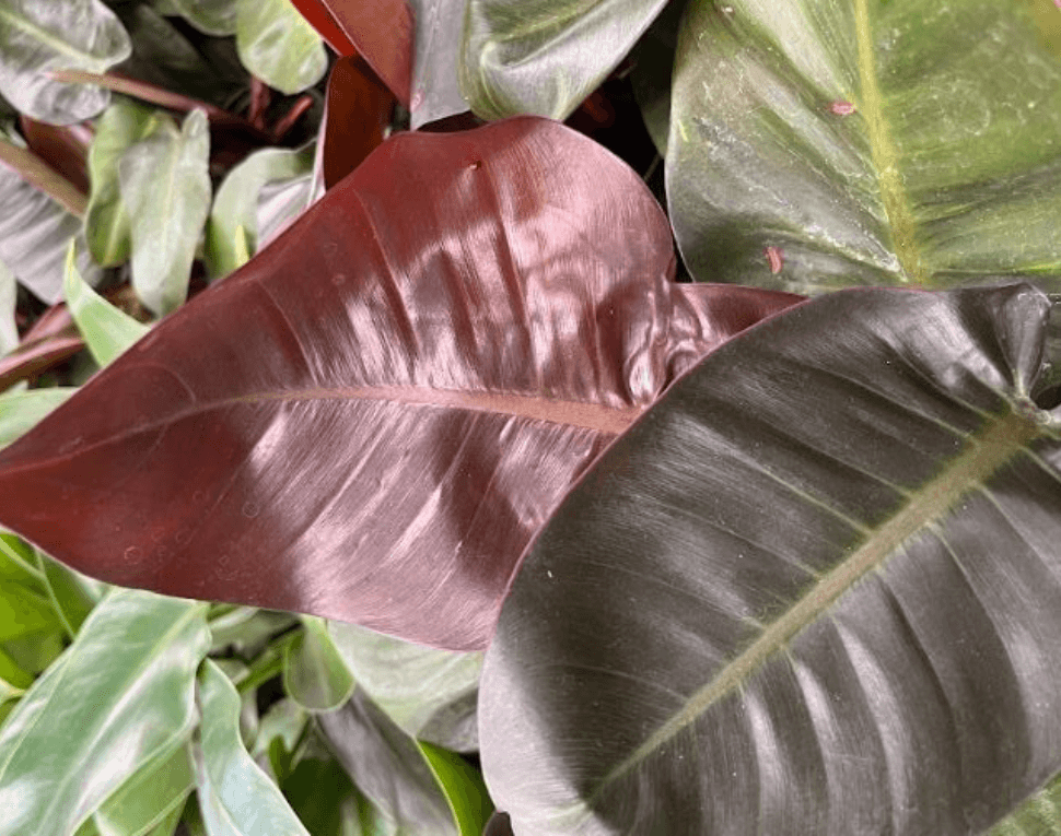The Ultimate Philodendron Guide to Grow Indoors