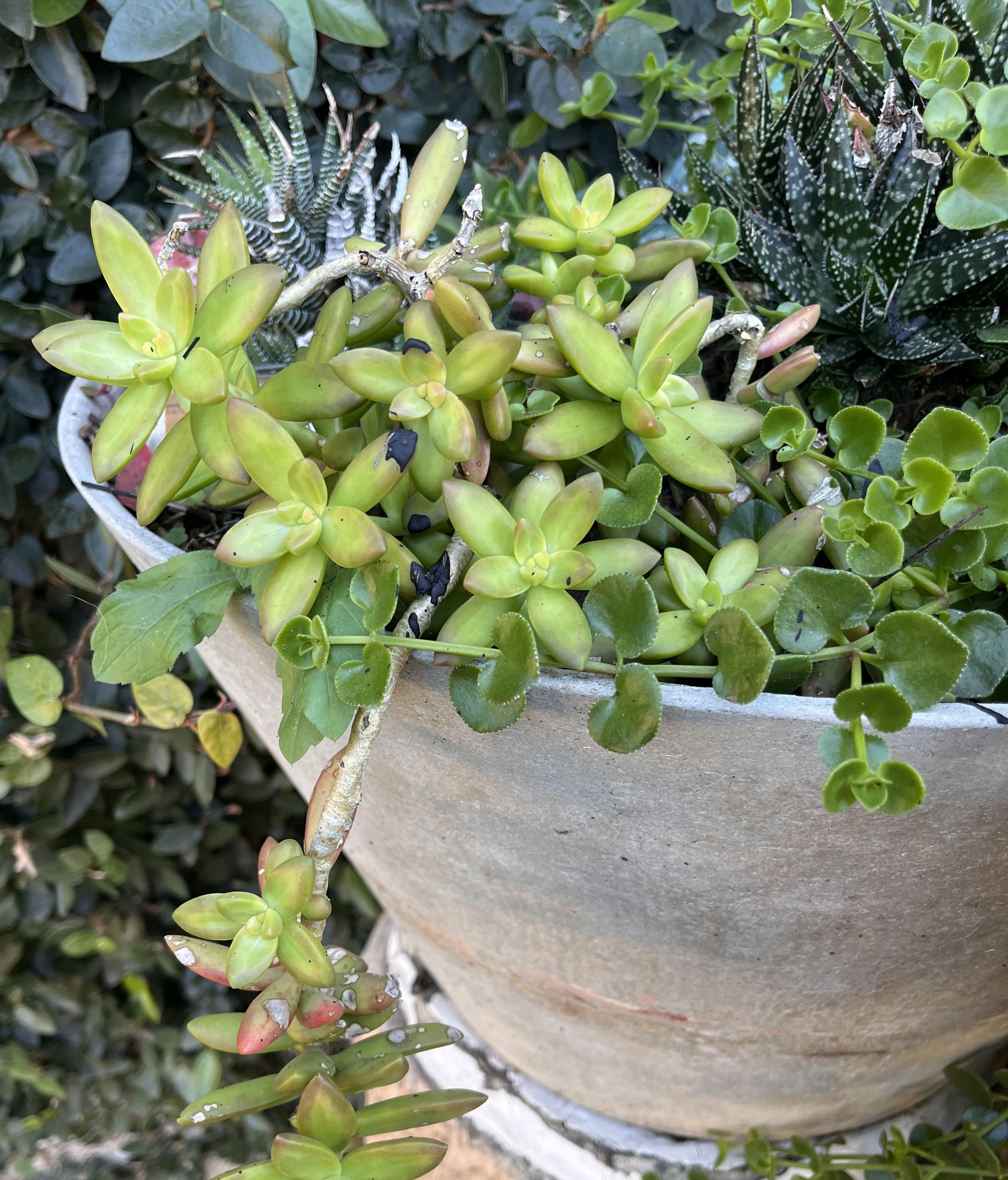 What Is a Vining Plant? A Beginner’s Guide