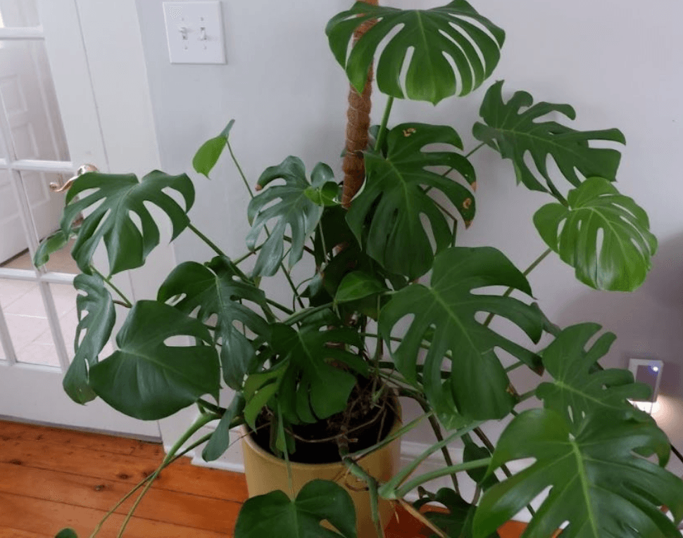 How to Grow Monstera