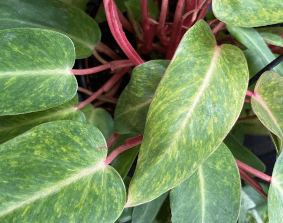 The Ultimate Philodendron Guide to Grow Indoors