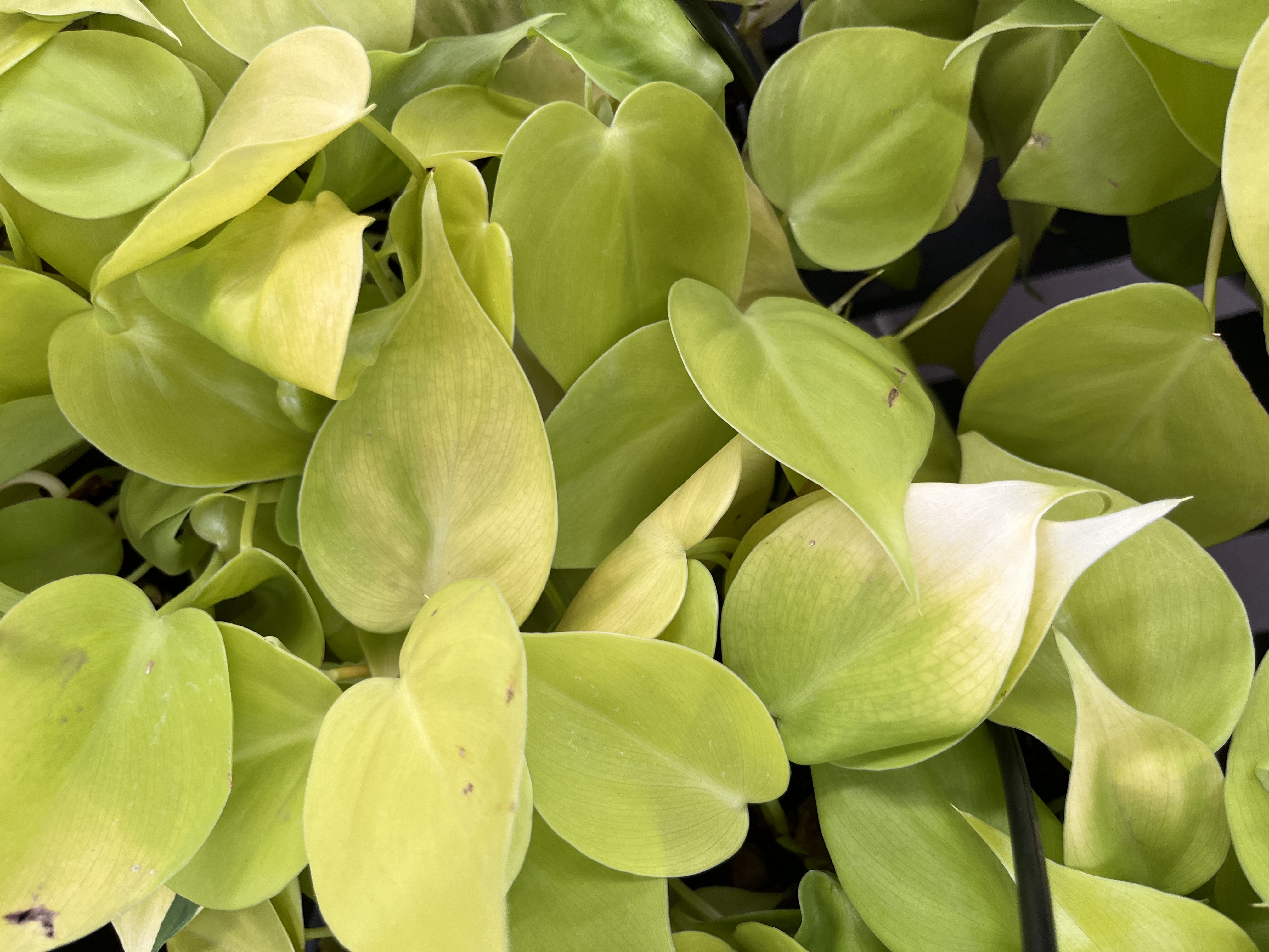 The Ultimate Philodendron Guide to Grow Indoors