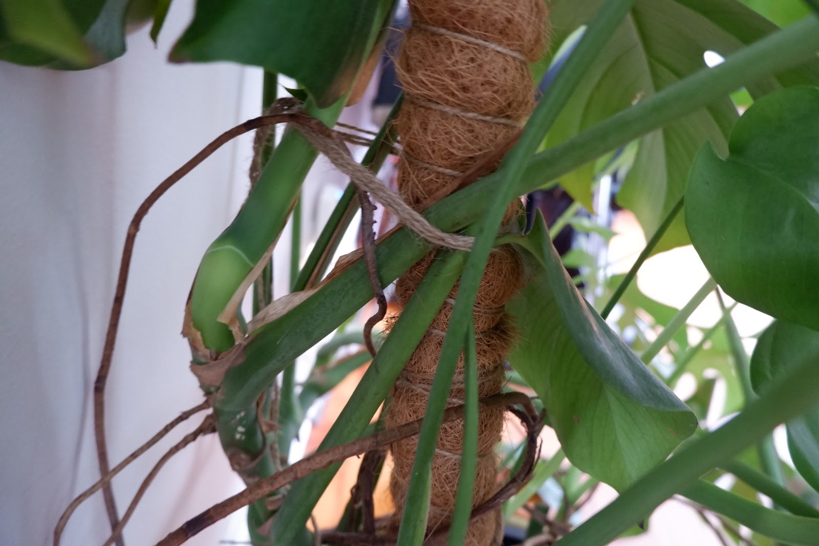 My Monstera Needs a New Trellis: Tips for Choosing the Right Monstera ...