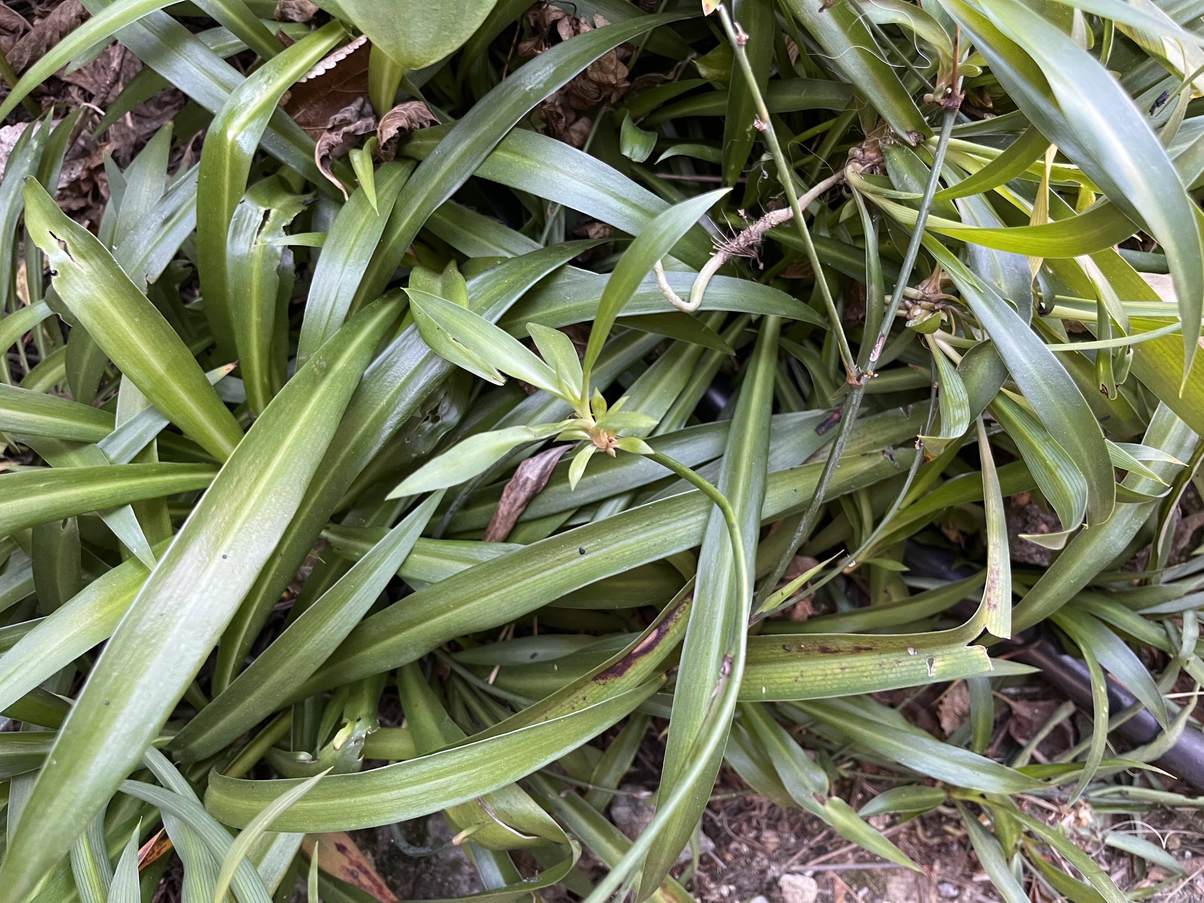 What Is a Vining Plant? A Beginner’s Guide
