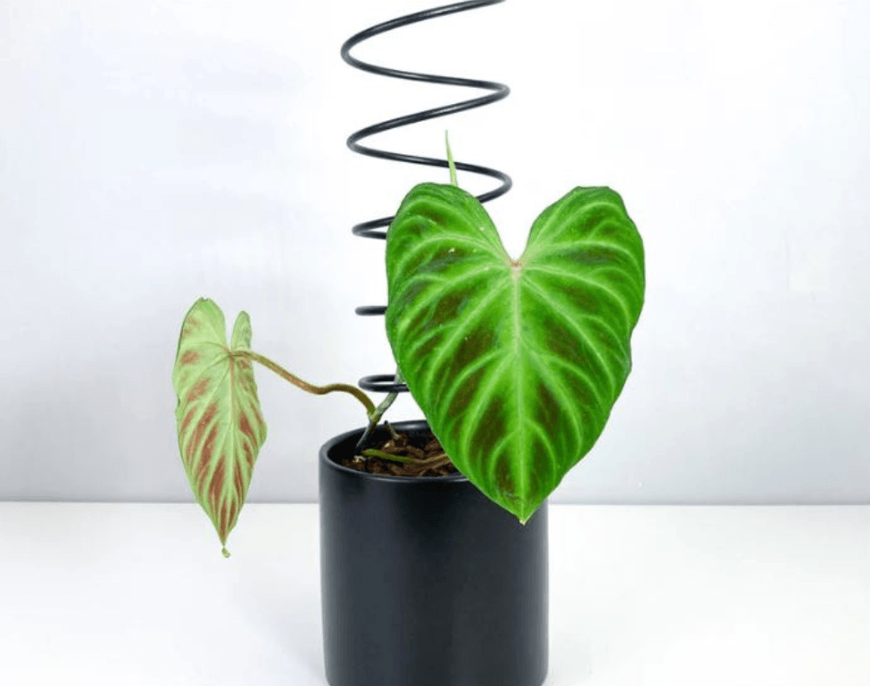 Best Indoor Plant Trellises