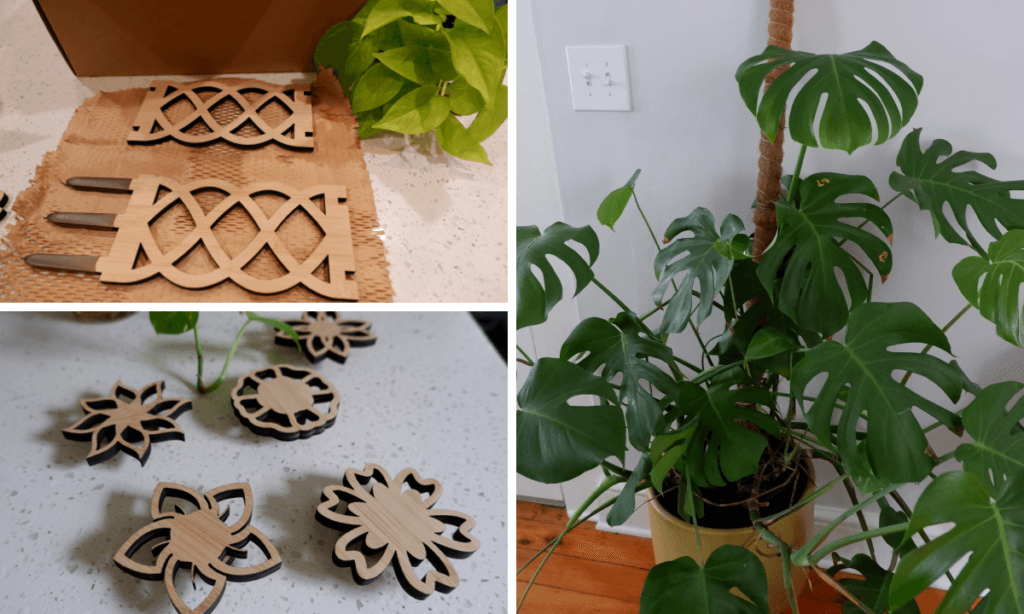 My Monstera Needs a New Trellis: Tips for Choosing the Right Monstera ...