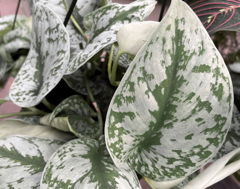 Why Isn’t My Pothos Vining