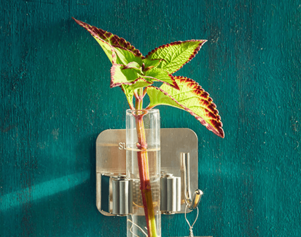 How to Create the Perfect Plant Propagation Station