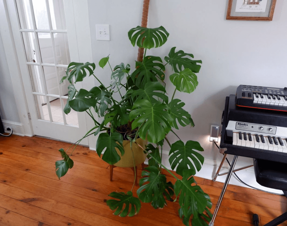 How to Grow Monstera