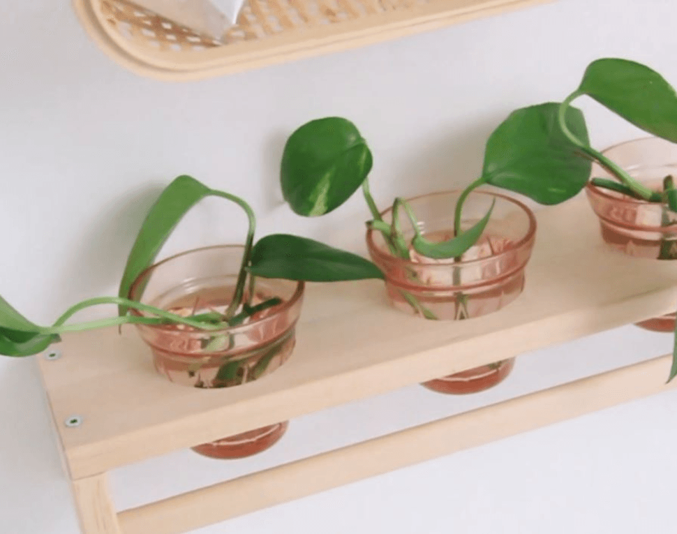 How to Create the Perfect Plant Propagation Station