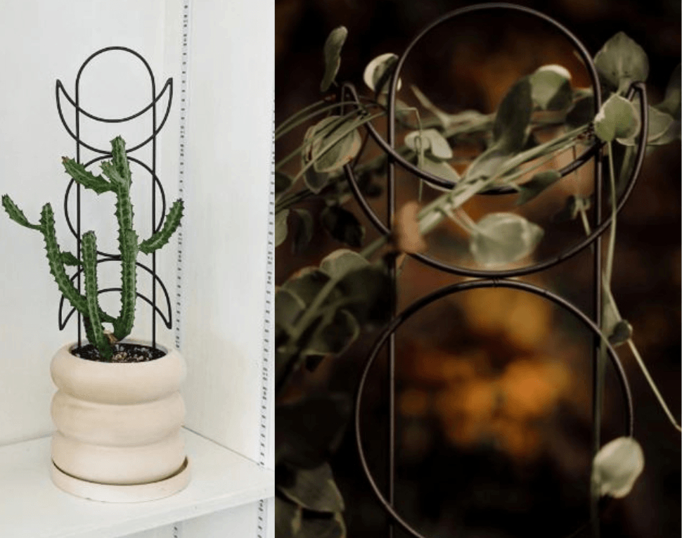 Best Indoor Plant Trellises