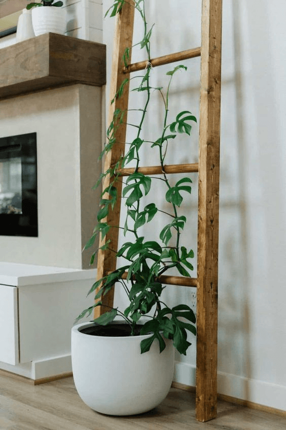 These Plant Ladders Are My Favorites