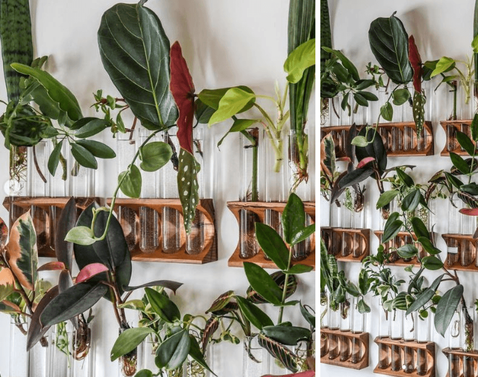 How to Create the Perfect Plant Propagation Station