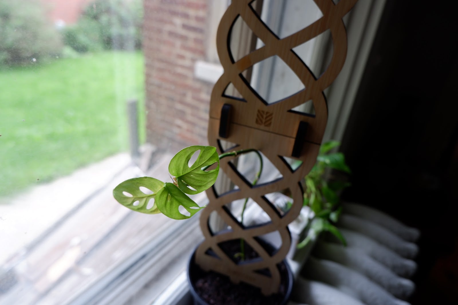 My Monstera Needs a New Trellis: Tips for Choosing the Right Monstera ...