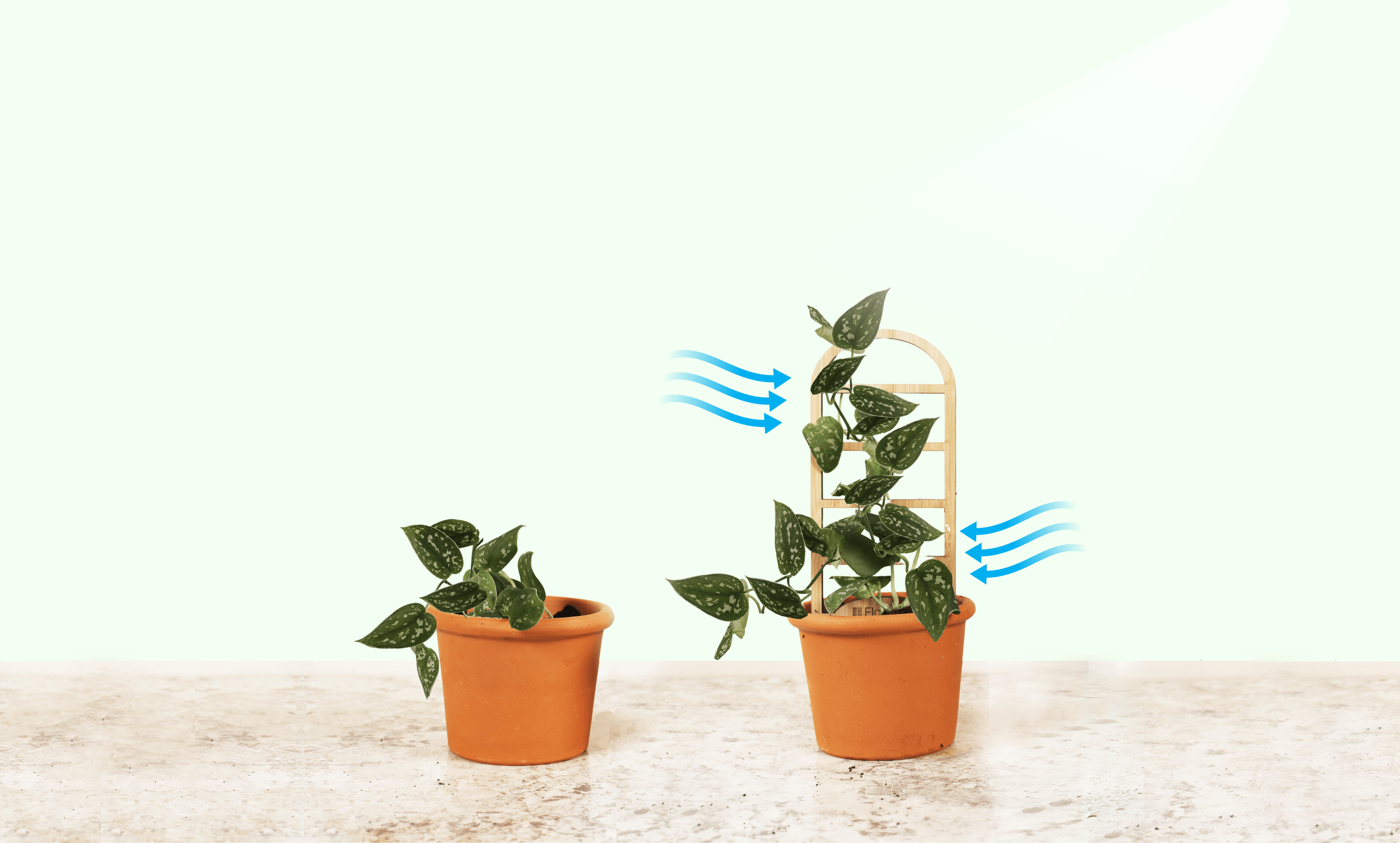 Home [floratrel.com]