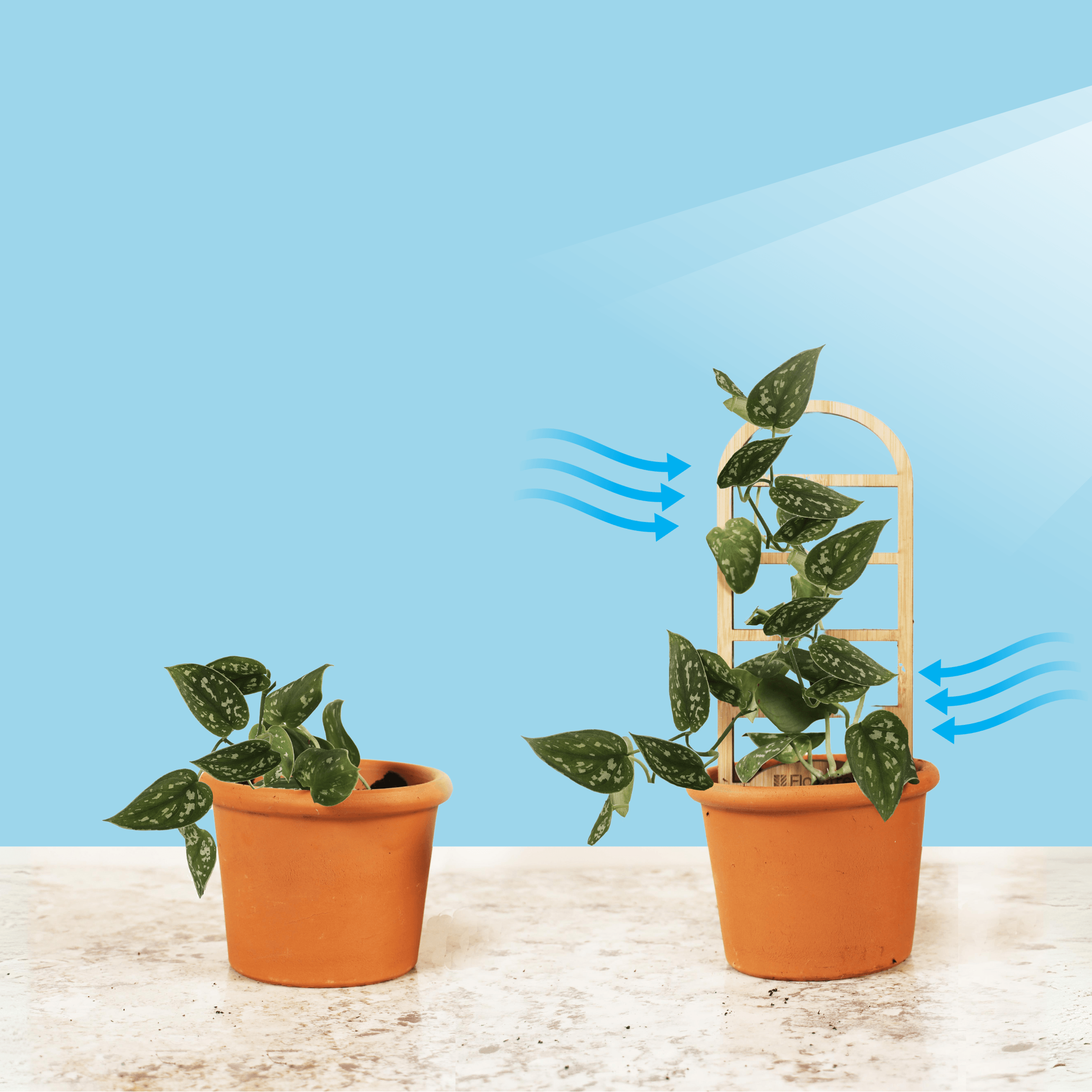 Home [floratrel.com]