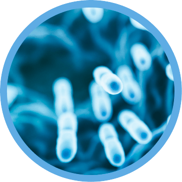 Total Fem Biome Guard Pre & Probiotic